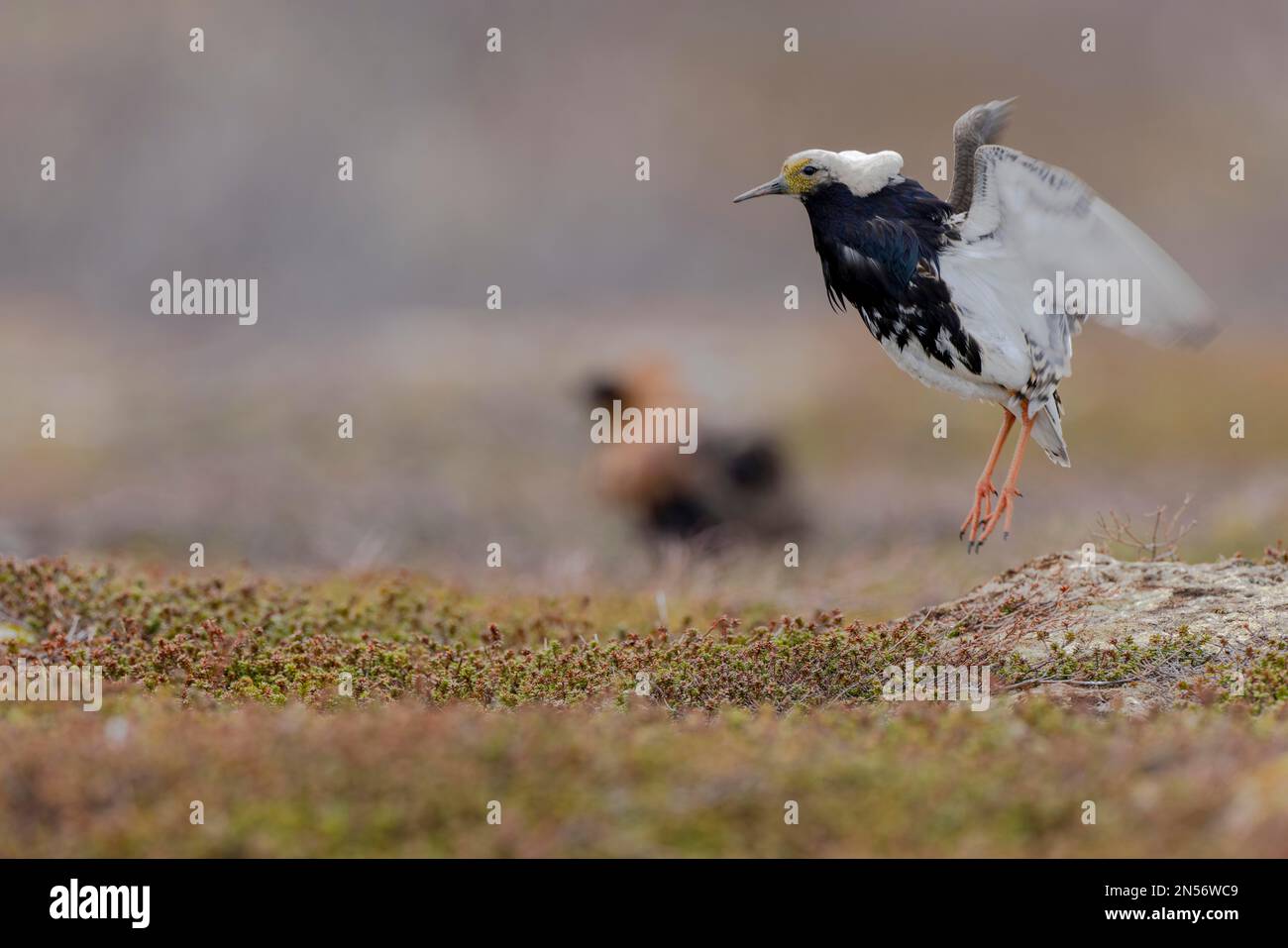 Ruff (Philomachus pugnax), male, jumps, splendid plumage, black and ...