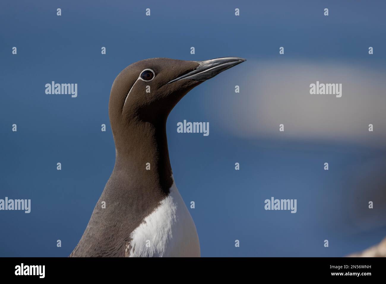 Common Guillemot (Uria aalge), portrait, Bird Island, Hornoya, Hornoya ...