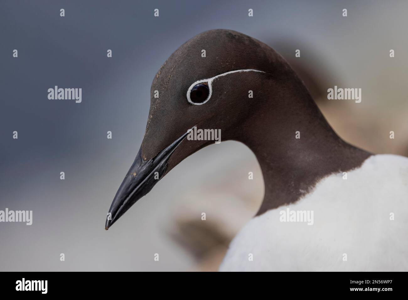 Common Guillemot (Uria aalge), portrait, Bird Island, Hornoya, Hornoya ...