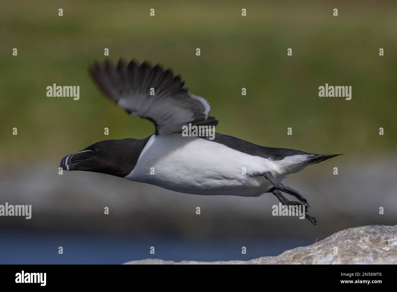 Razorbill (Alca torda) Abflugi, Bird Island, Hornoya, Hornoya ...