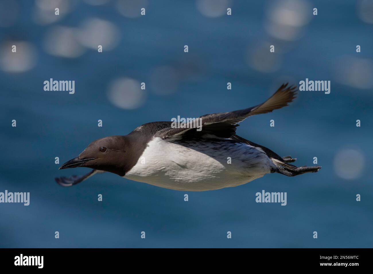 Common Guillemot (Uria aalge), in flight, Bird Island, Hornoya, Hornoya ...