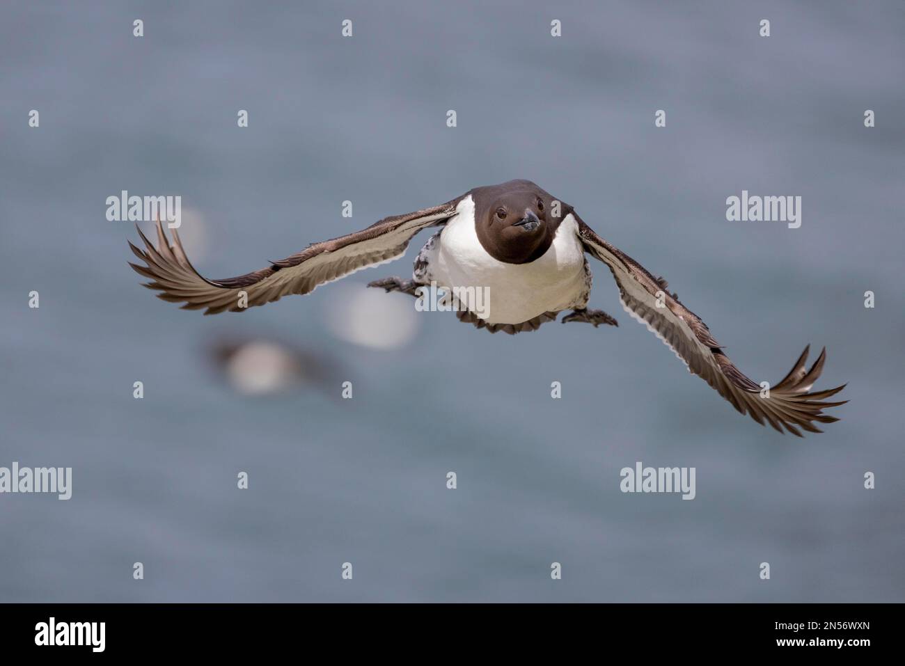 Common Guillemot (Uria aalge), approaching, flight, bird island ...