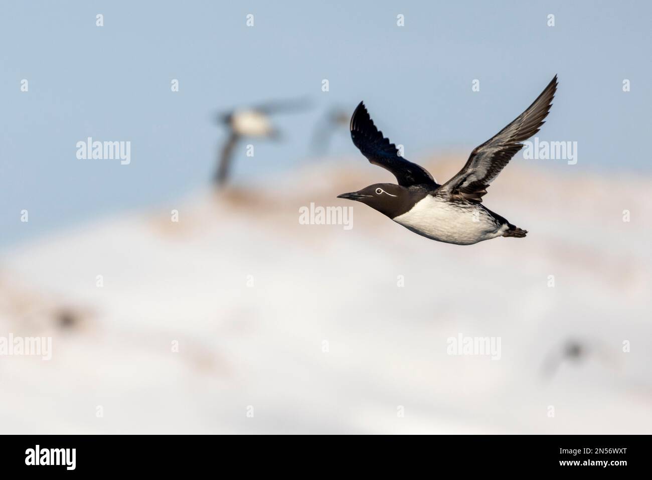 Common Guillemot (Uria aalge), Guillemot, in flight, winter, snow, bird ...