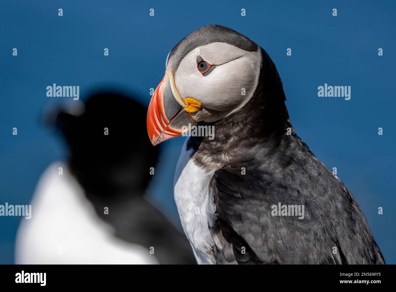 Puffin and razorbill hi-res stock photography and images - Alamy