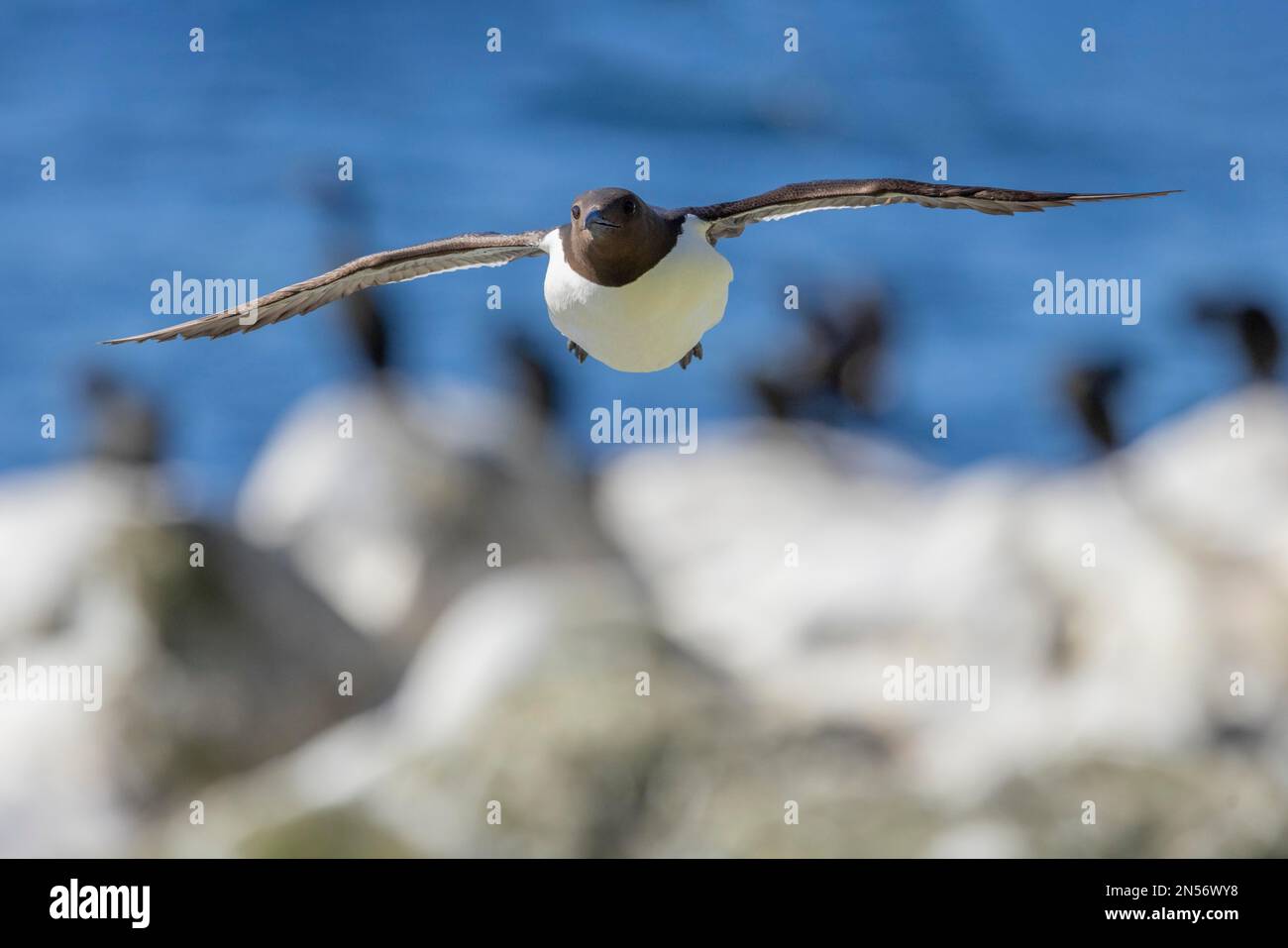 Common Guillemot (Uria aalge), approaching, Bird Island, Hornoya ...