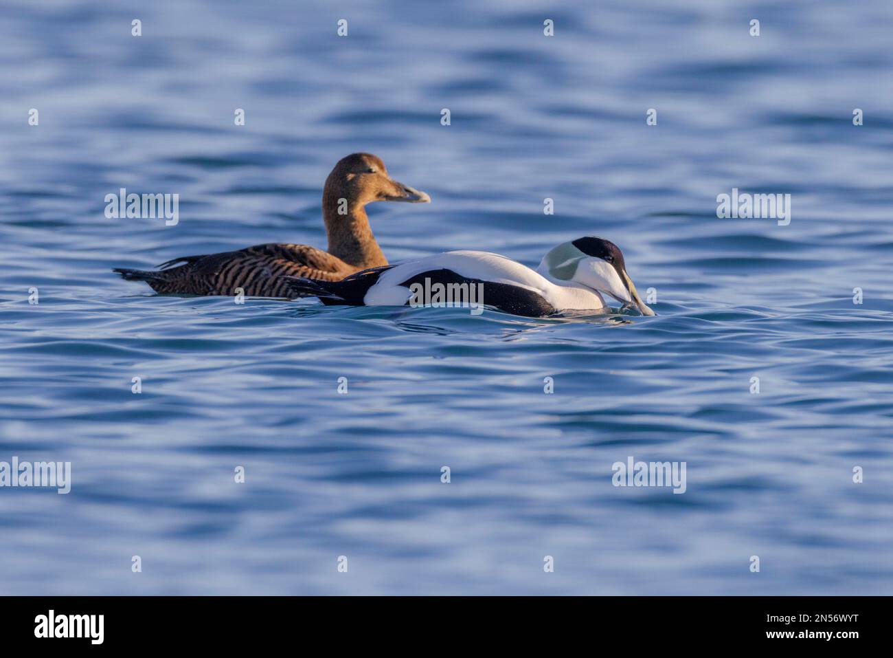 Common eiders (Somateria mollissima), male and female, winter ...