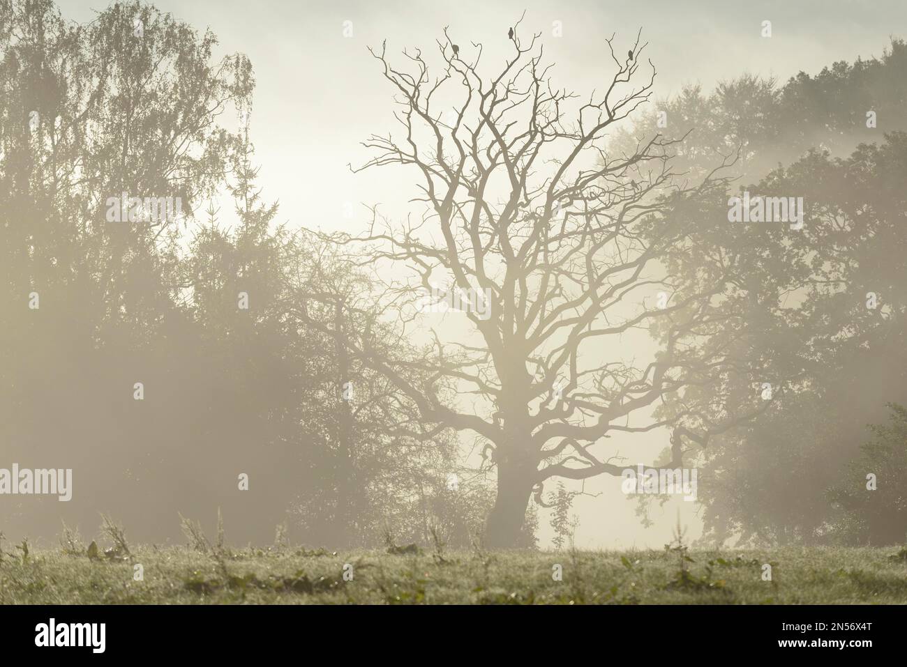 Dead tree, gnarled oak tree (Quercus) in fog, North Rhine-Westphalia ...