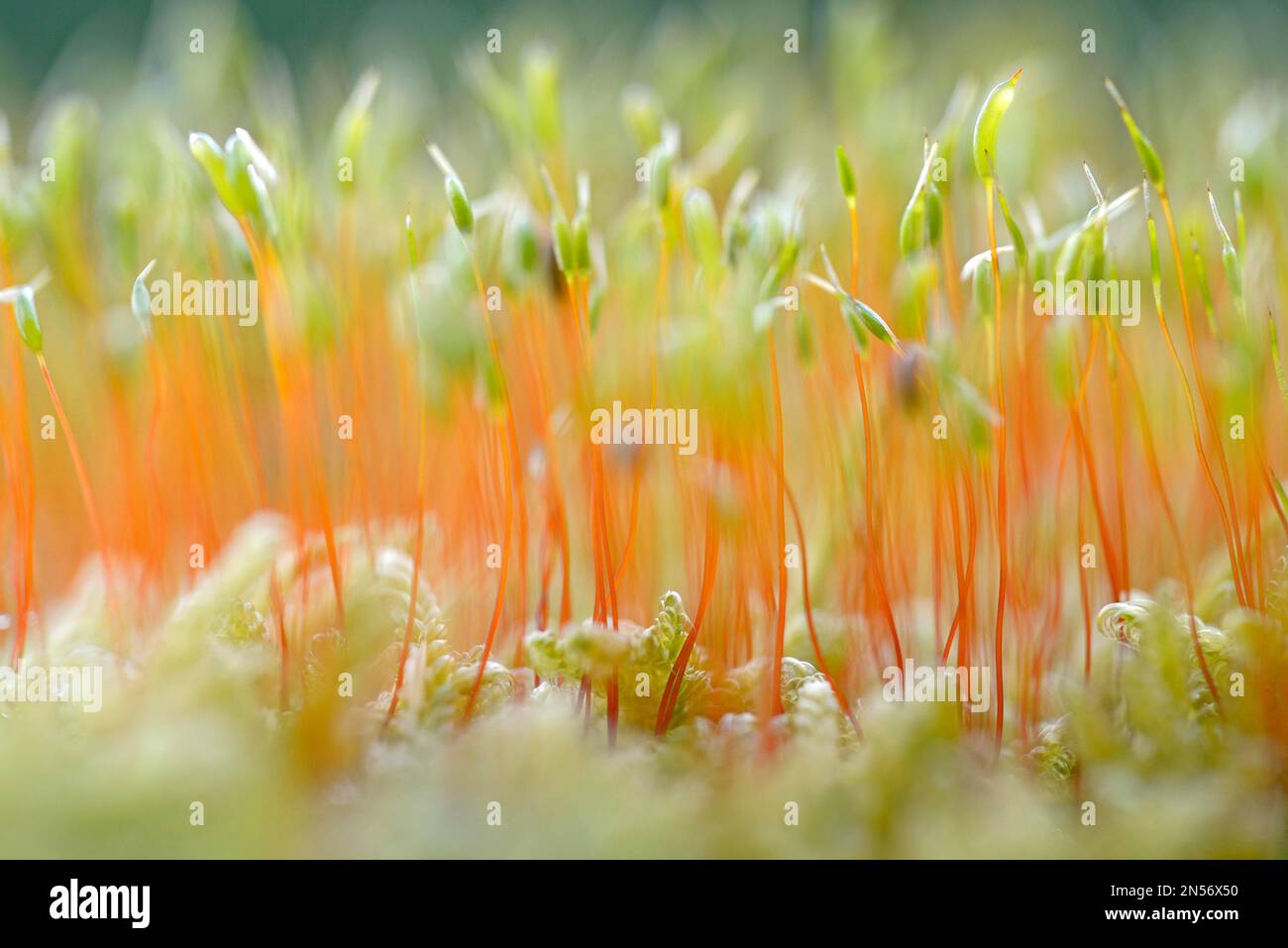 Common haircap moss (Polytrichum commune) with spore capsules, Arnsberg ...