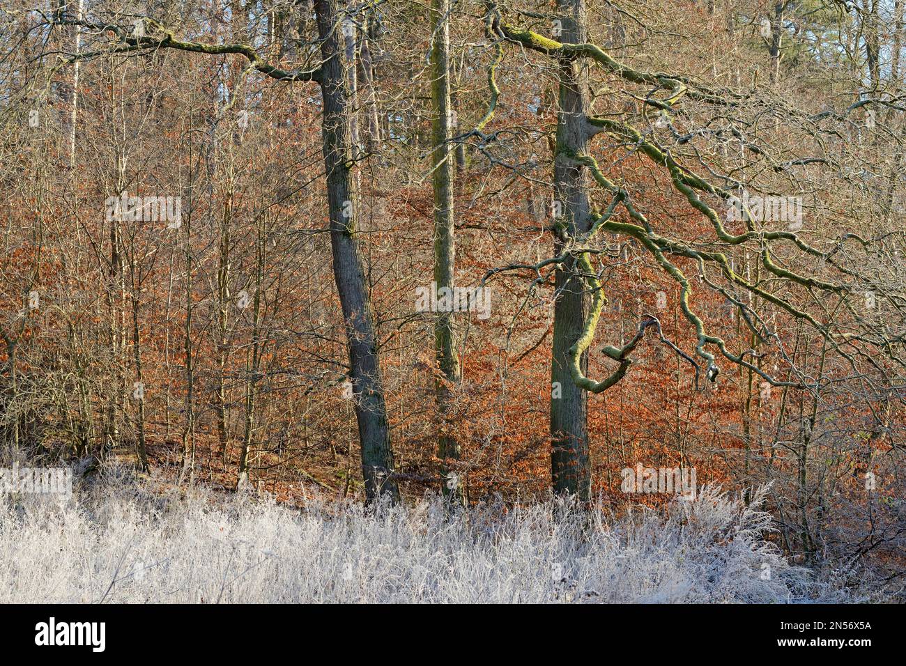 Clearing with oak trees (Quercus), copper beeches (Fagus sylvatica ...