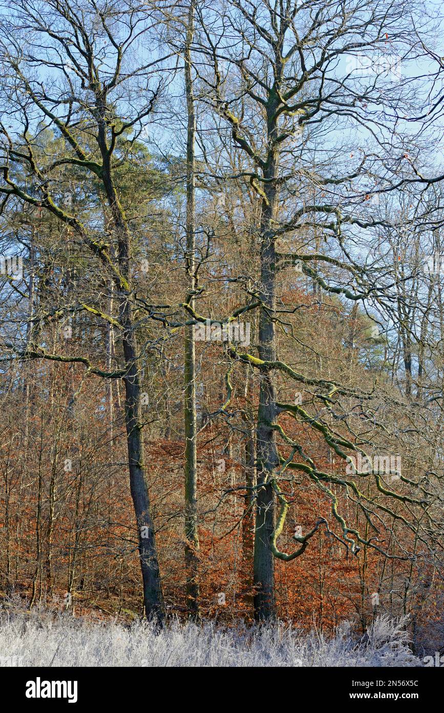 Clearing with oak trees (Quercus), copper beeches (Fagus sylvatica) with autumn leaves ...