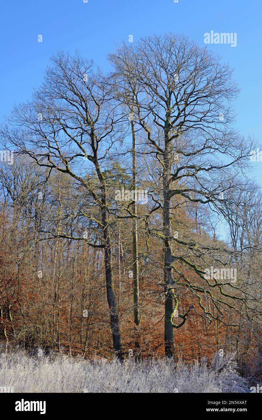 Clearing with oak trees (Quercus), copper beeches (Fagus sylvatica ...
