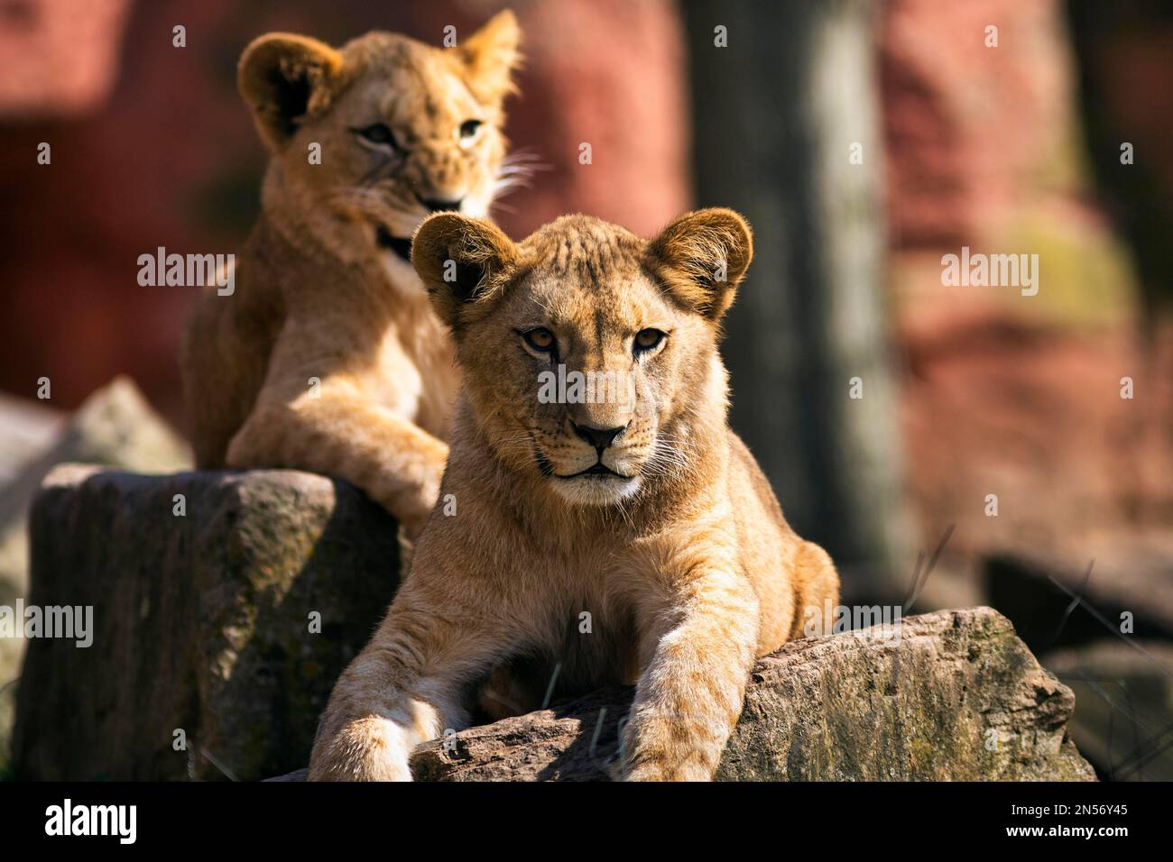 Lion (Panthera leo), young in enclosure, Hannover Zoo, Lower Saxony ...