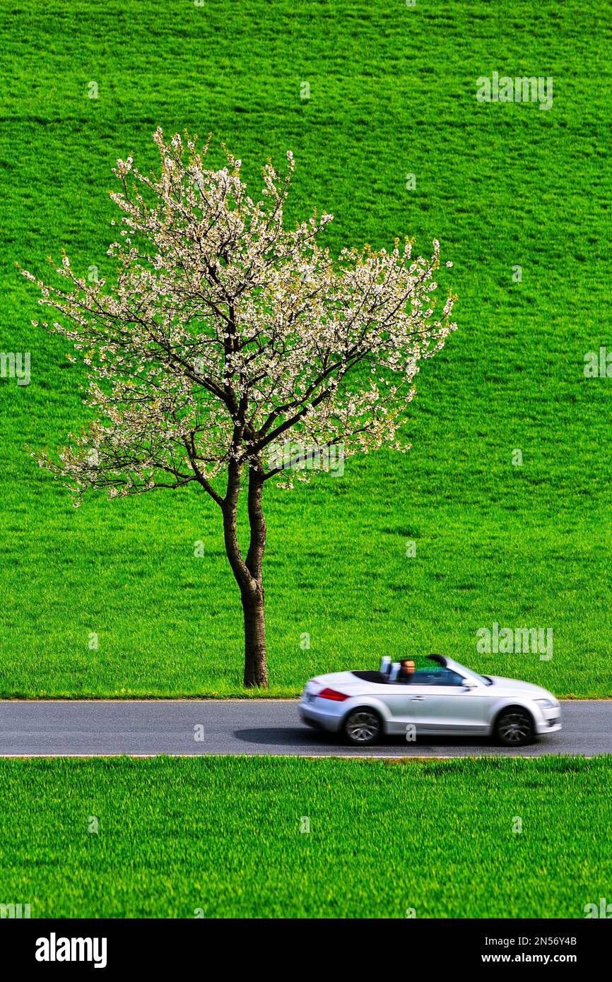 Cherry Tree Clipart Black And White Cars