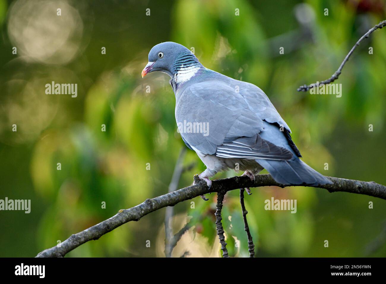 Common wood pigeon (Columba palumbus), adult bird in a cherry tree ...