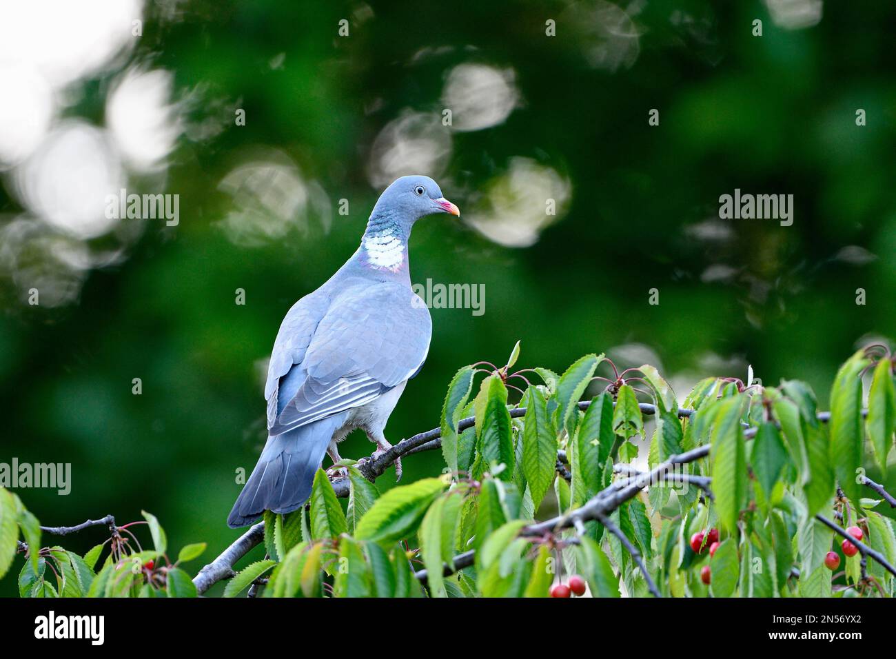 Common wood pigeon (Columba palumbus), adult bird in a cherry tree ...