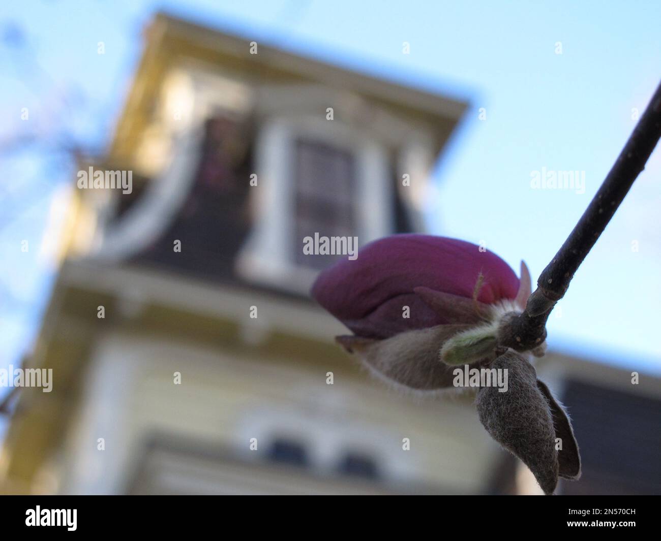 A tulip tree bud begins to open on the lawn of a Victorian home in the ...