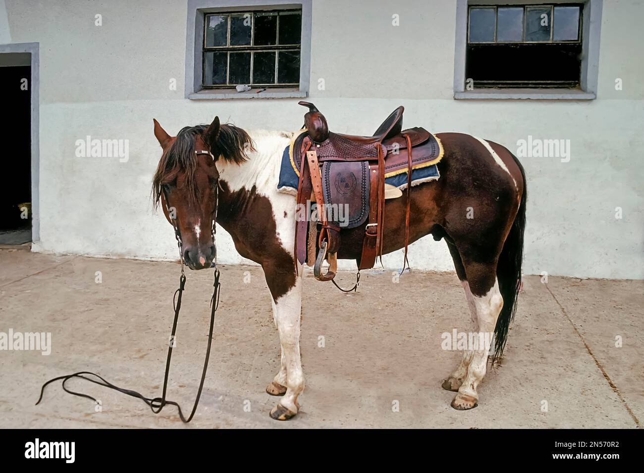 Western saddle, traditional-old California style, brown, on paint horse ...