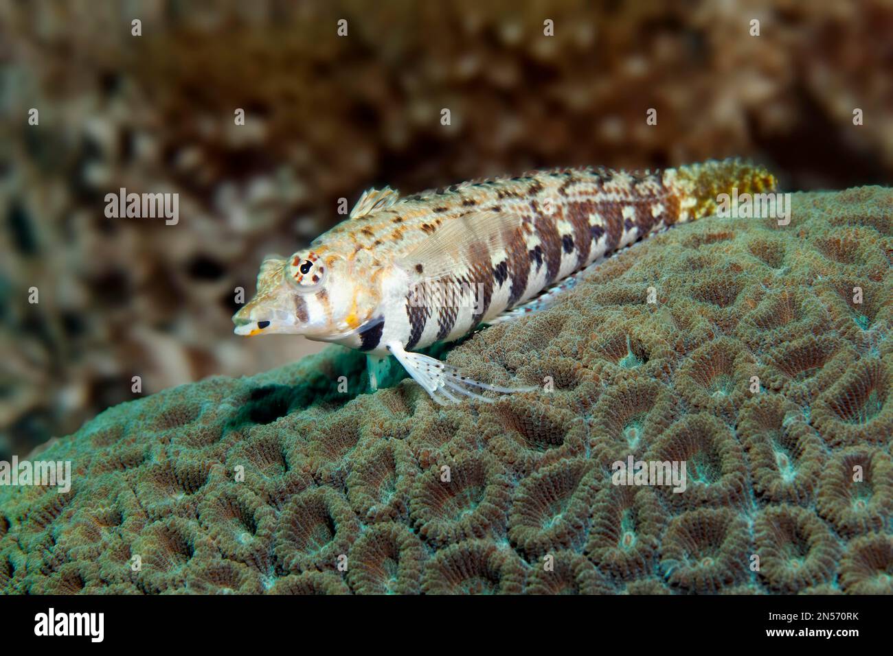 Spotted sand perch (Parapercis punctulata), l lies on Favia stone coral ...
