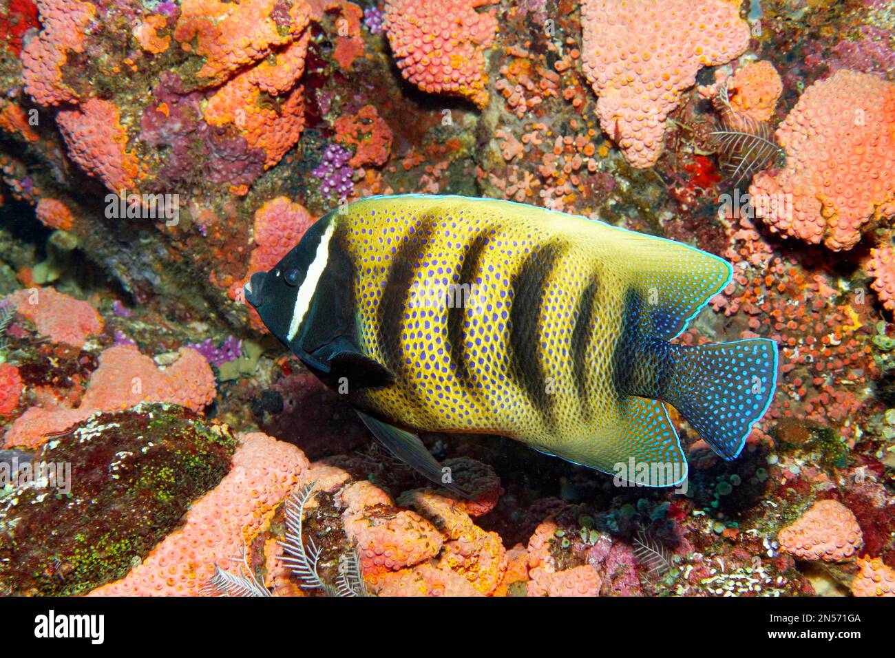 Sixband angelfish (Pomacanthus sexstriatus), swimming in front of coral ...