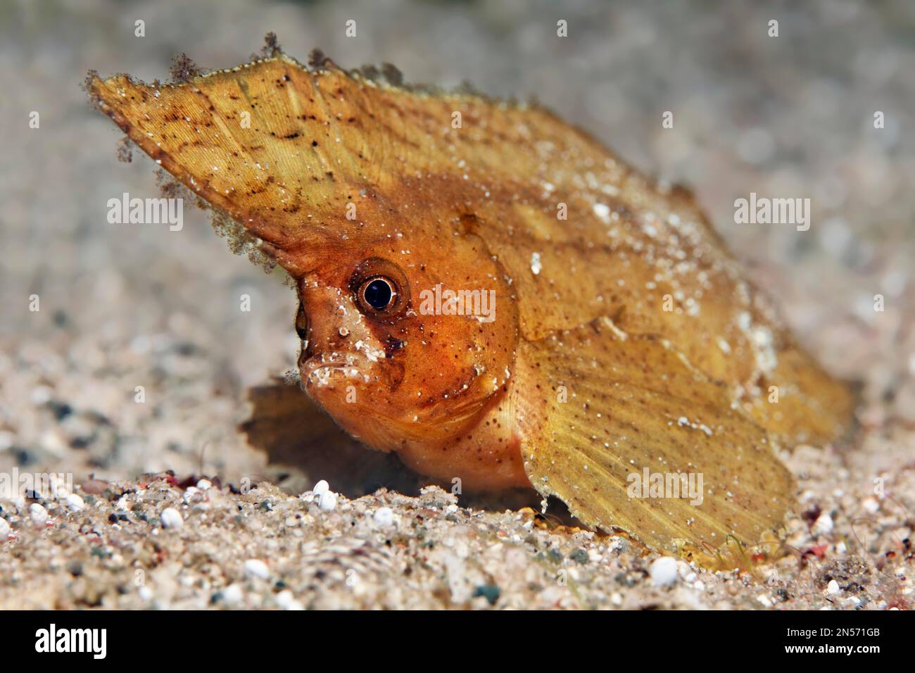 Portrait, Spiny wasp fish or as spiny waspfish (Ablabys macracanthus ...
