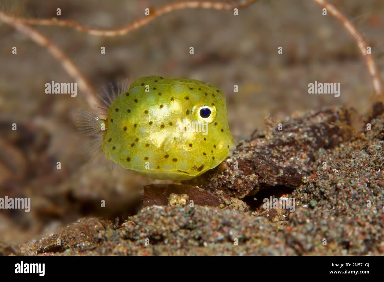 Tiny juvenile puffer fish (Diontidae), yellow, Lake Sawu, Pacific Ocean ...