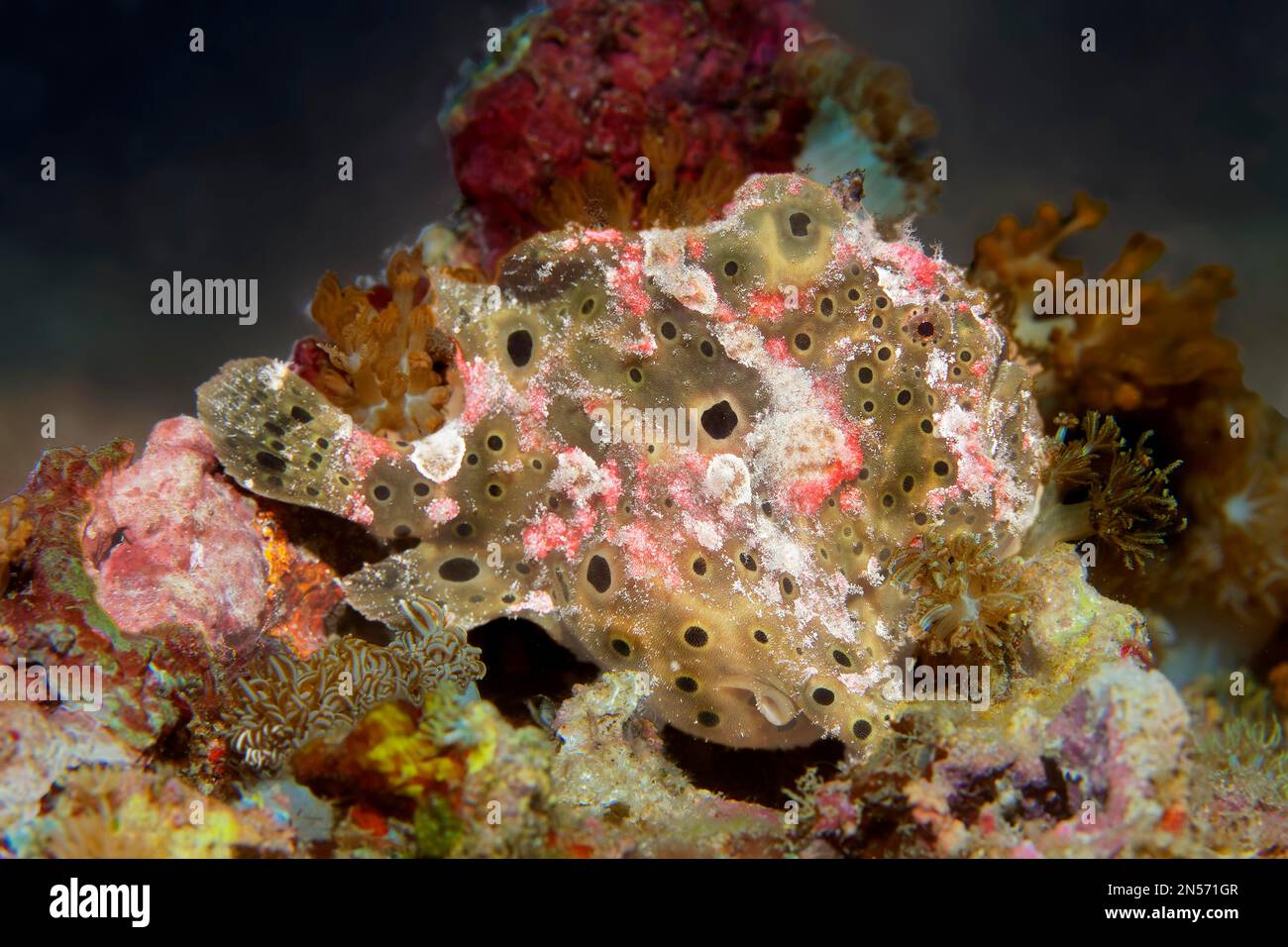 Painted frogfish (Antennarius pictus) sitting well camouflaged in front ...