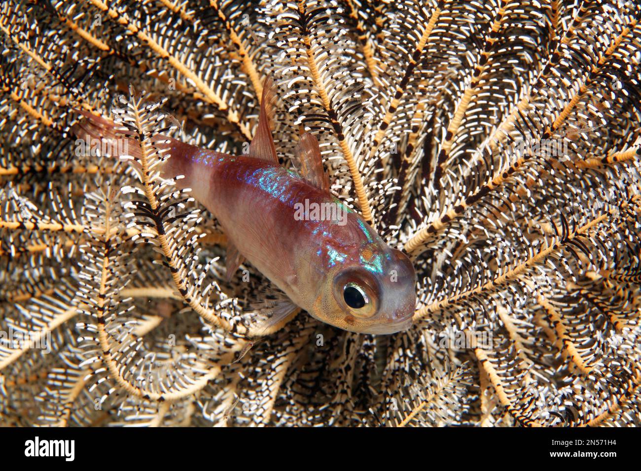 Timor Cardinalfish (Apogonichthyoides timorensis), juvenile form ...