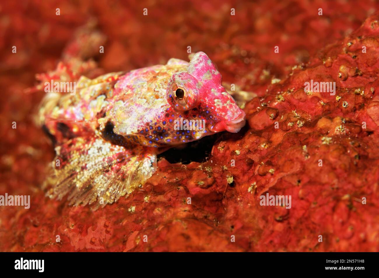 Bartels dragonet (Synchiropus bartelsi), Lake Sawu, Pacific Ocean ...