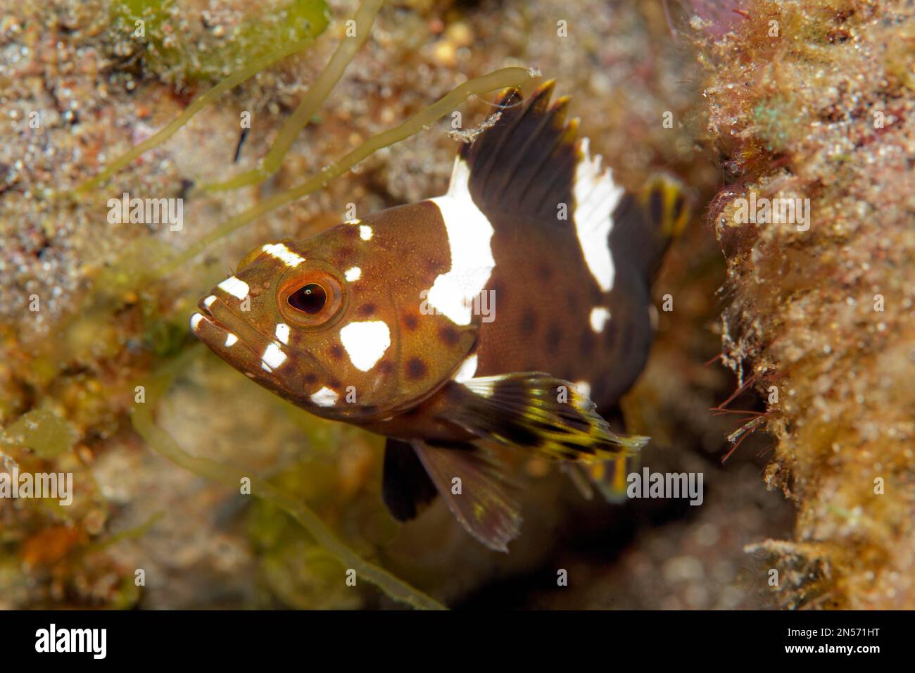 Highfin grouper epinephelus maculatus hi-res stock photography and ...