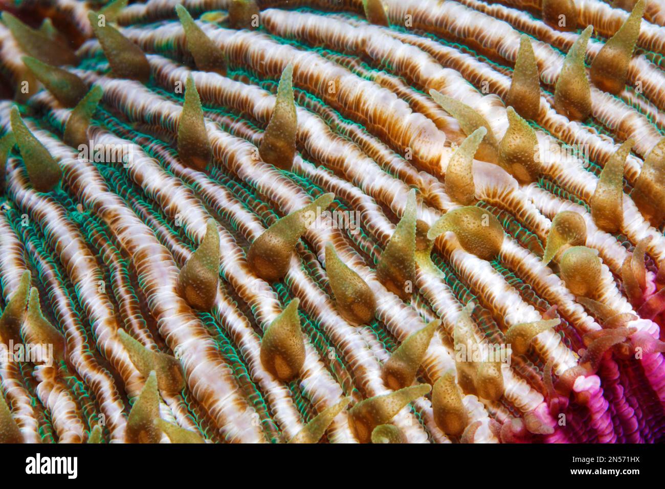 Mushroom coral (Fungia) polyps, polyp, detail, Lake Sawu, Pacific Ocean ...