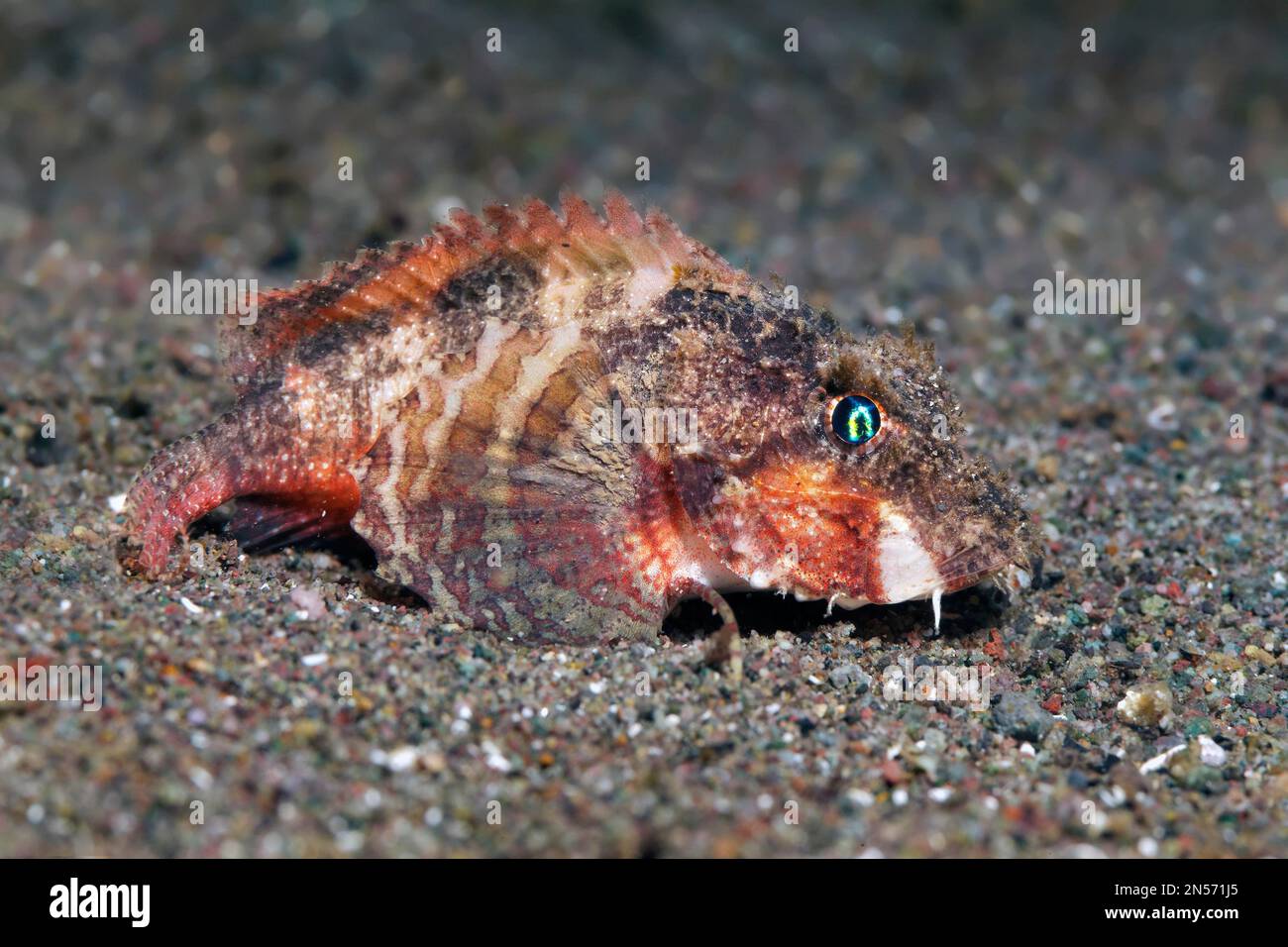 Painted ray-finned fish (Minous pictus), resting on sandy bottom, Lake ...