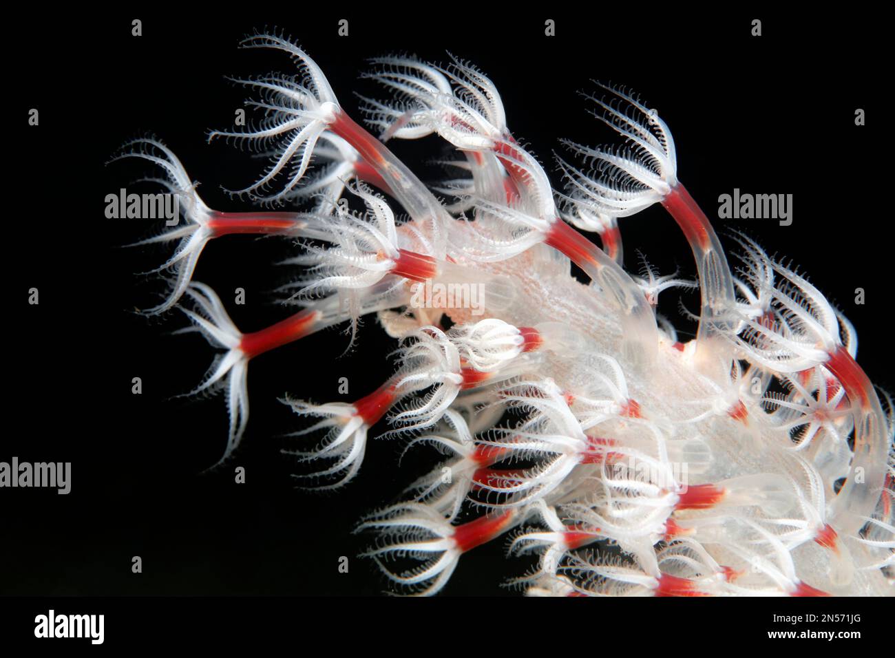 Polyp, Polyp, Sea Feather (Cavernularia), Detail, Lake Sawu, Pacific ...
