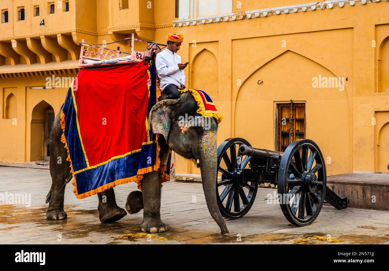 Elephant guide with mobile phone, on the back of the elephants to Amber ...