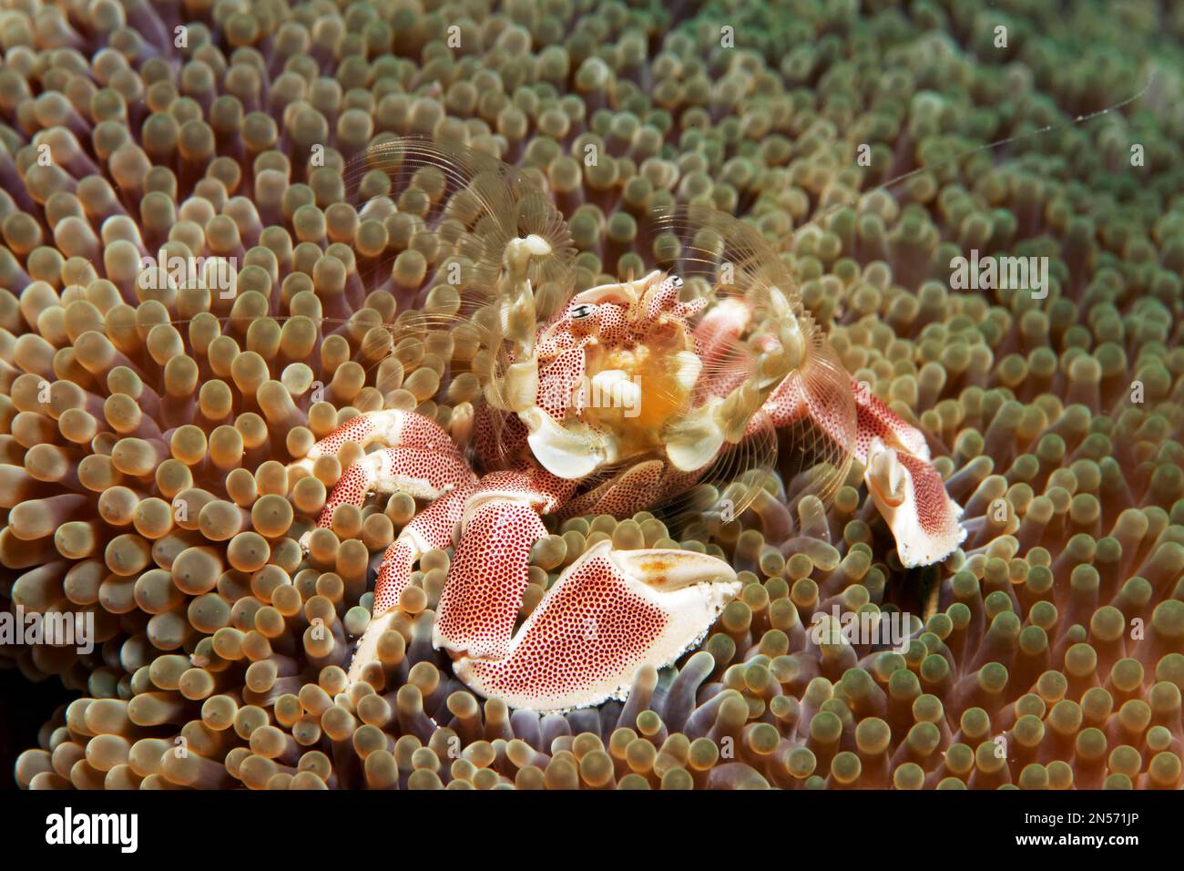 Anemone porcelain crab, spotted porcelain crab (Neopetrolisthes ...