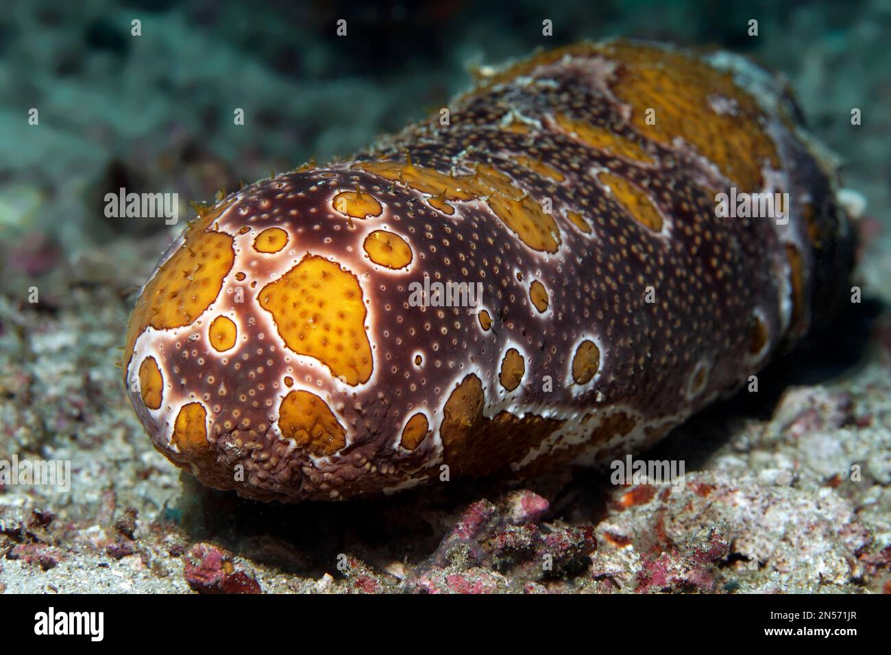 Sea cucumber, Sea cucumber, undetermined, (Holothuria), (Stichopodidae ...