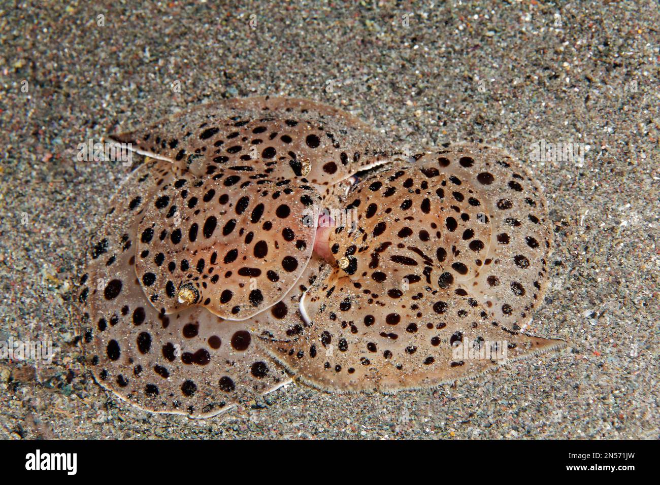 Mating marine snail (Euselenops luniceps), (Pleurobranchidae) on sandy ...