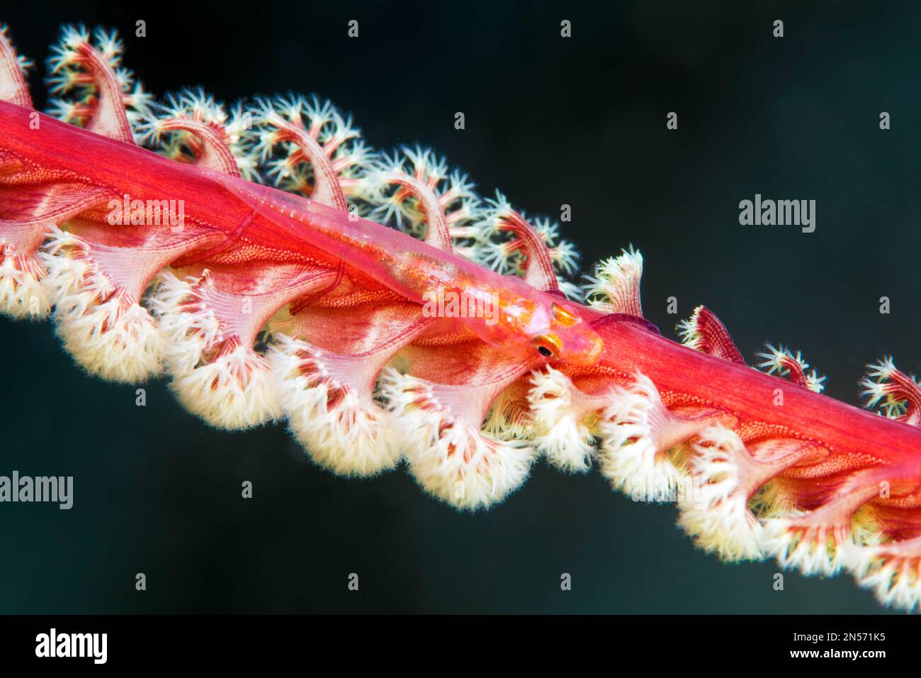 Pennatulacea hi-res stock photography and images - Alamy