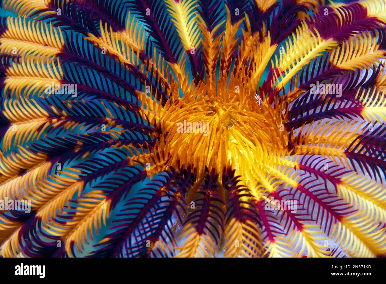Klunzingers hair star (Lamprometra klunzingeri), mouth, Lake Sawu ...