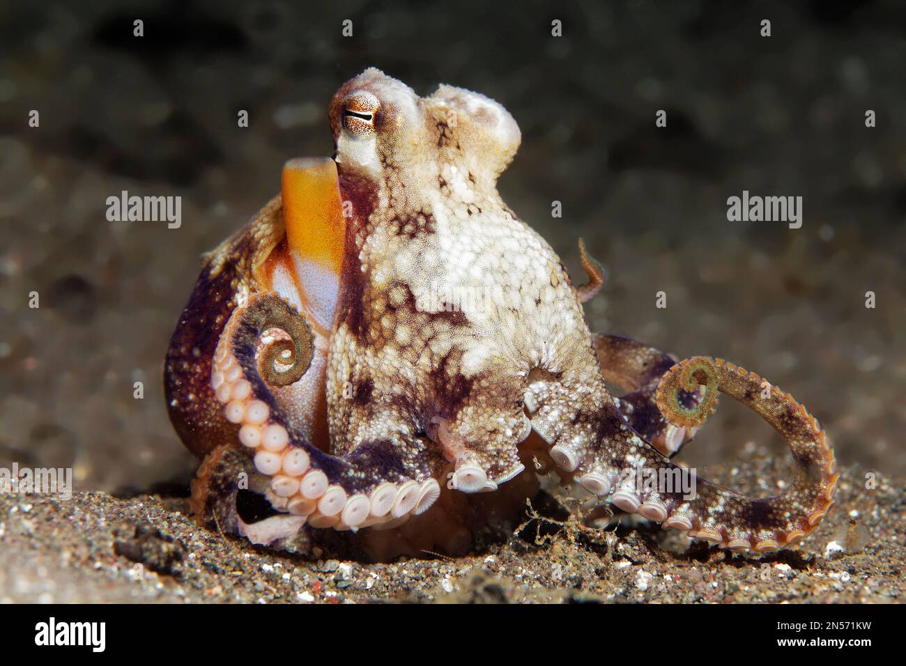 Coconut octopus (Amphioctopus marginatus), sandy bottom, Lake Sawu ...