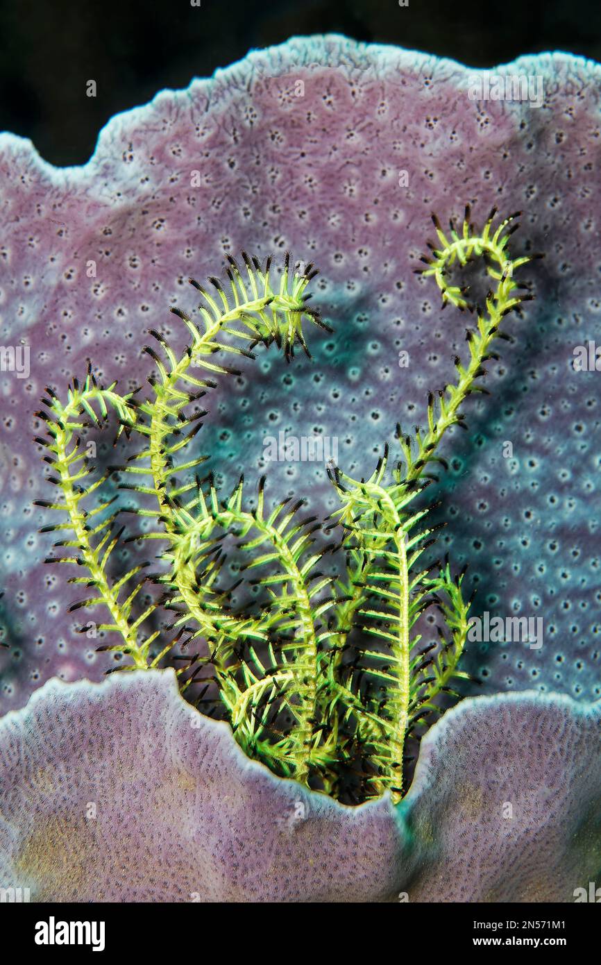 Feather star (Crinoidea), yellow, in sponge (Niphates), pink, Lake Sawu ...