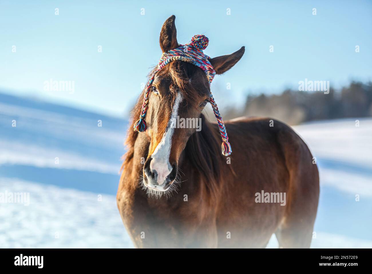Cute and funny portrait of a brown arab x berber horse wearing a woolly ...