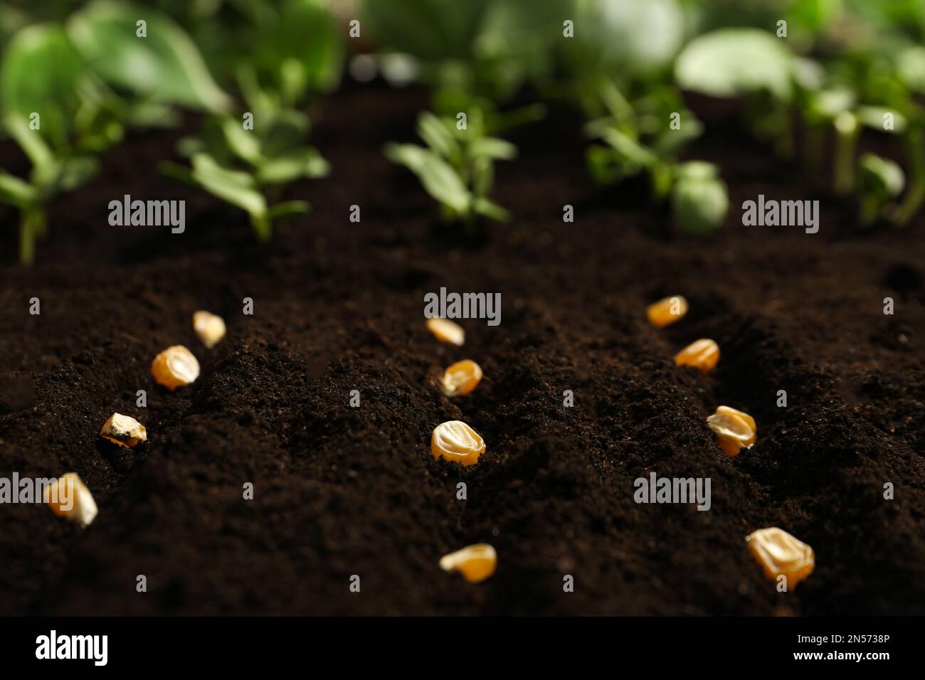Soil vegetables hi-res stock photography and images - Alamy
