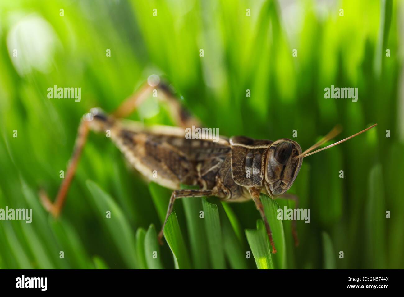 Common grasshopper on green grass outdoors. Wild insect Stock Photo - Alamy