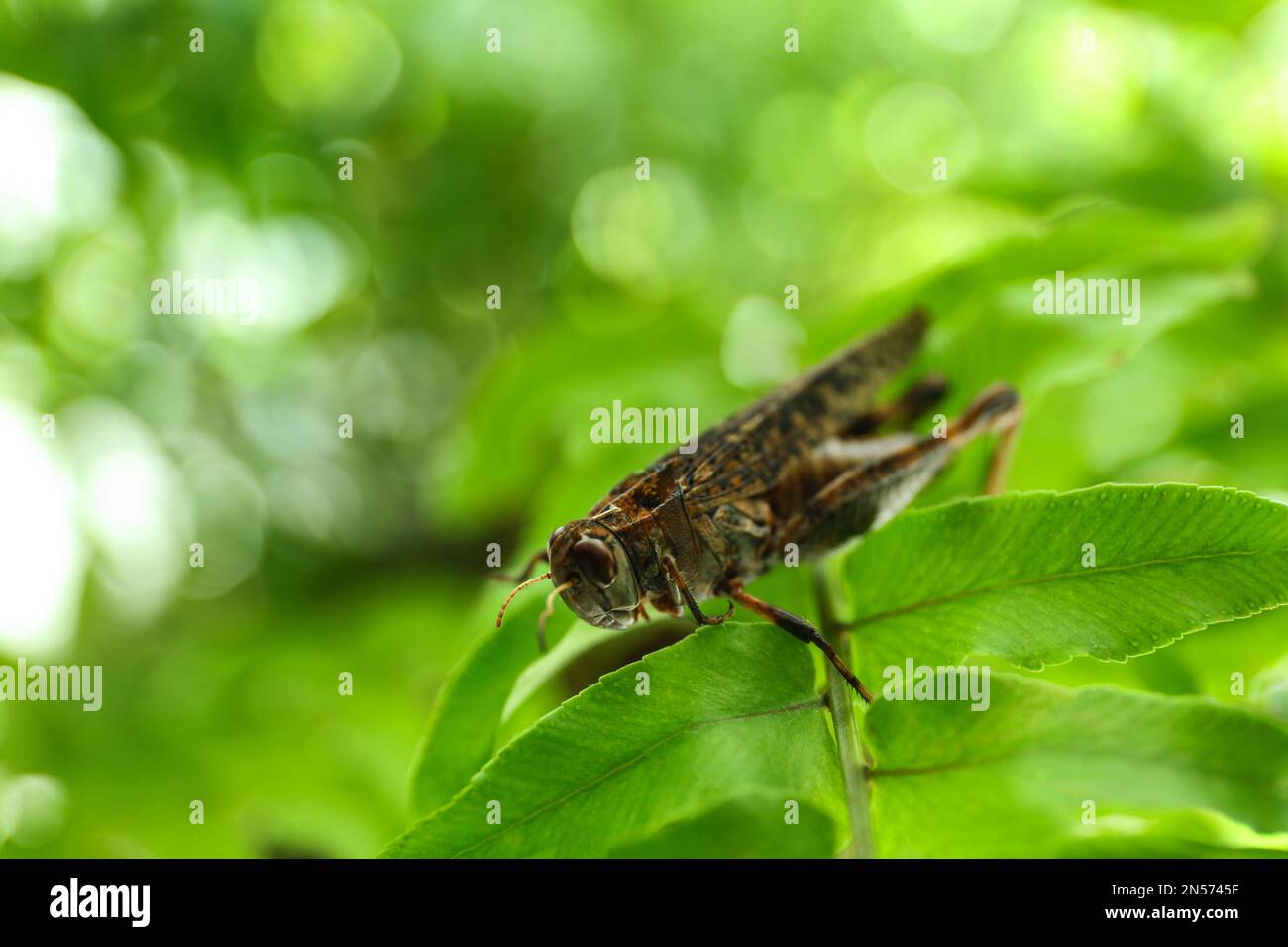 Grasshopper text hi-res stock photography and images - Alamy