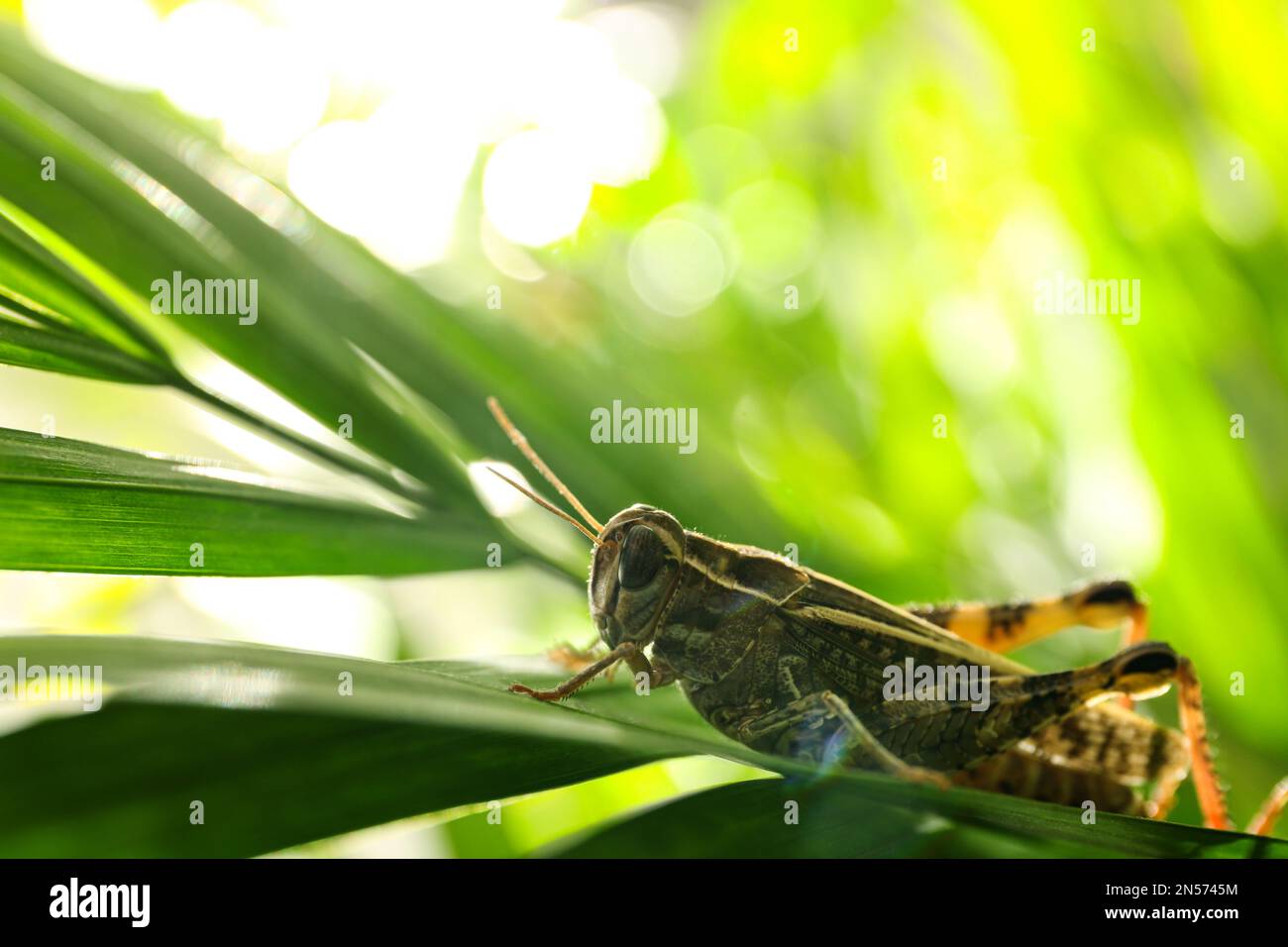 Common grasshopper on green leaf outdoors. Wild insect Stock Photo - Alamy