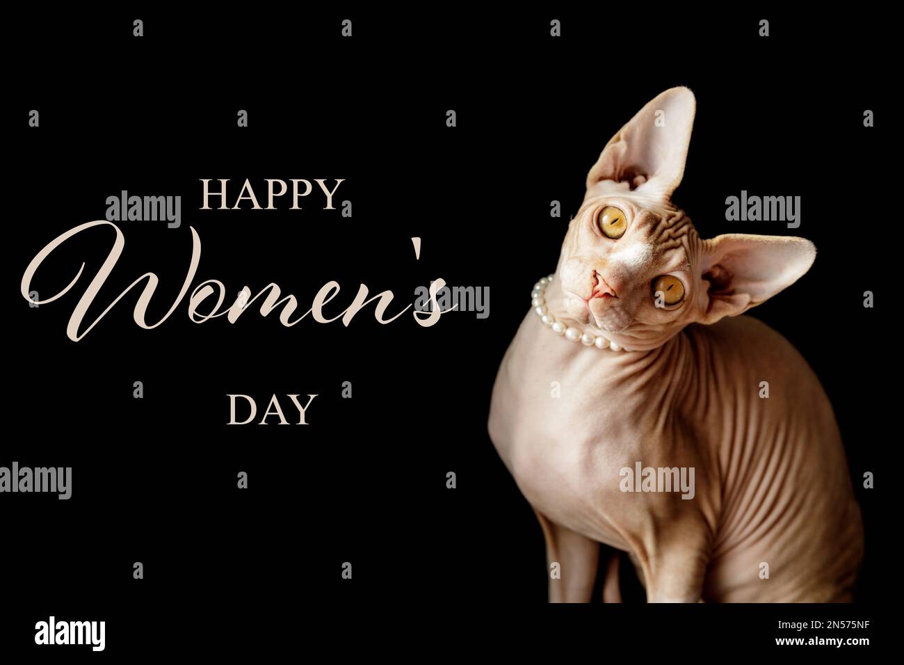 postcard for March 8. Beautiful cat on a black background with the ...