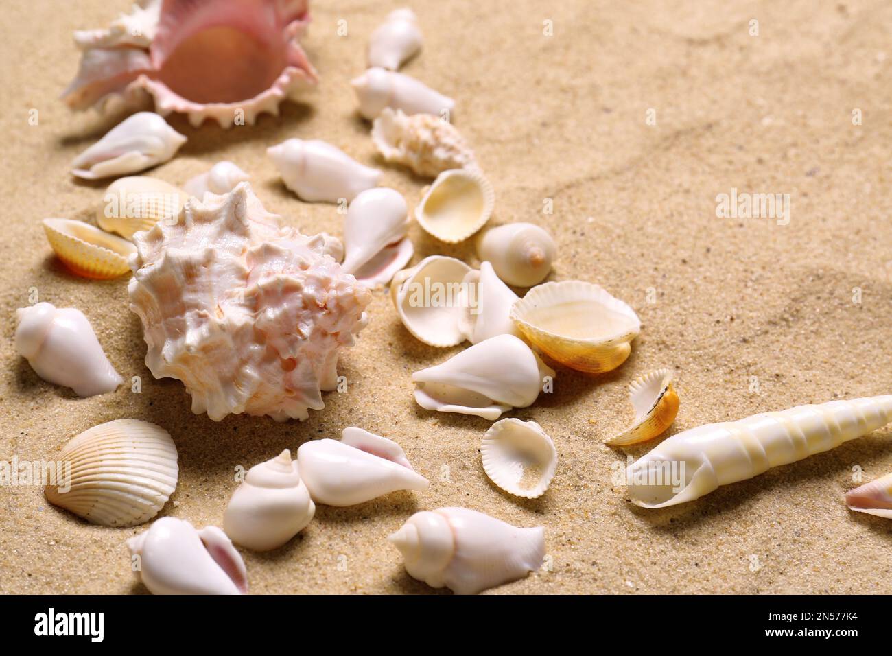 Beautiful seashells on beach sand, closeup. Summer vacation Stock Photo ...