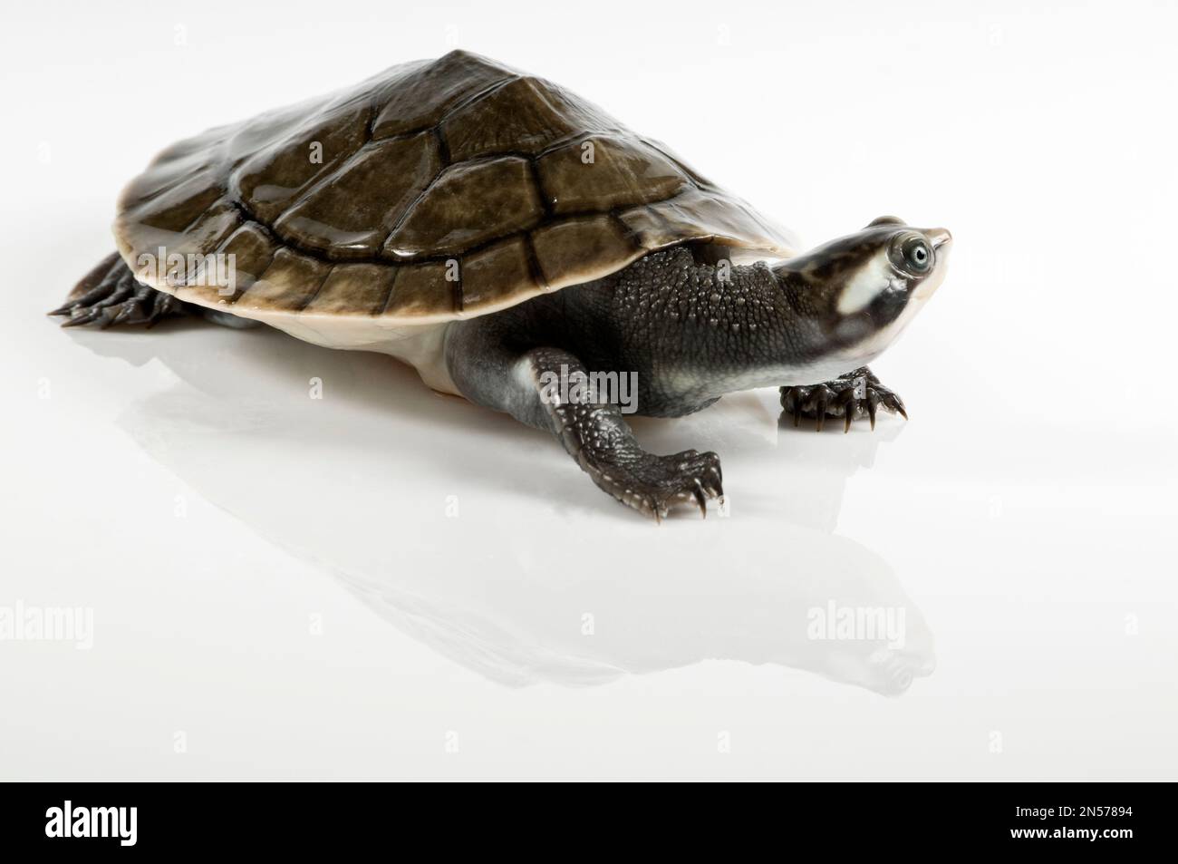turtle isolated on white background Stock Photo - Alamy