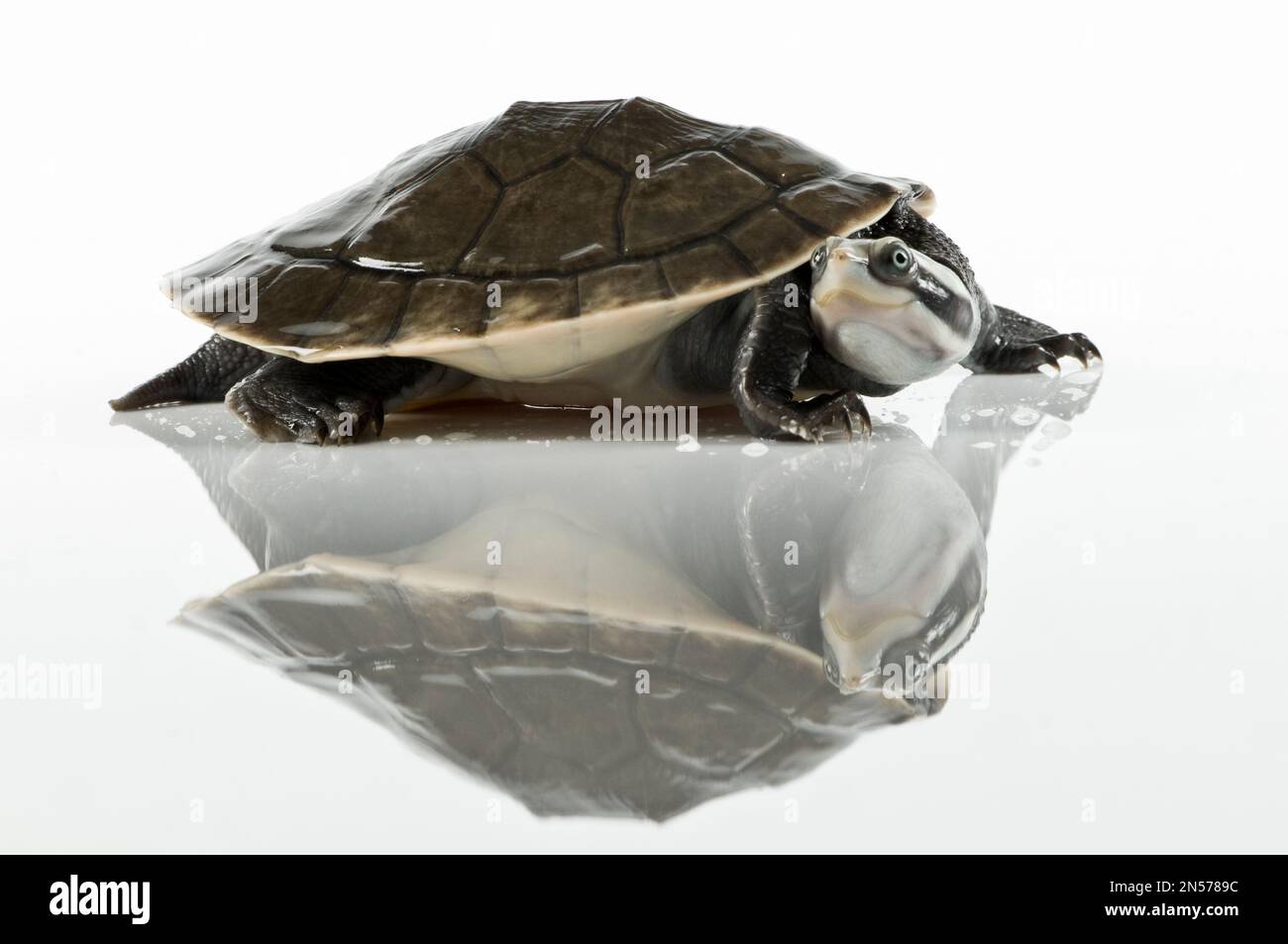 turtle isolated on white background Stock Photo - Alamy