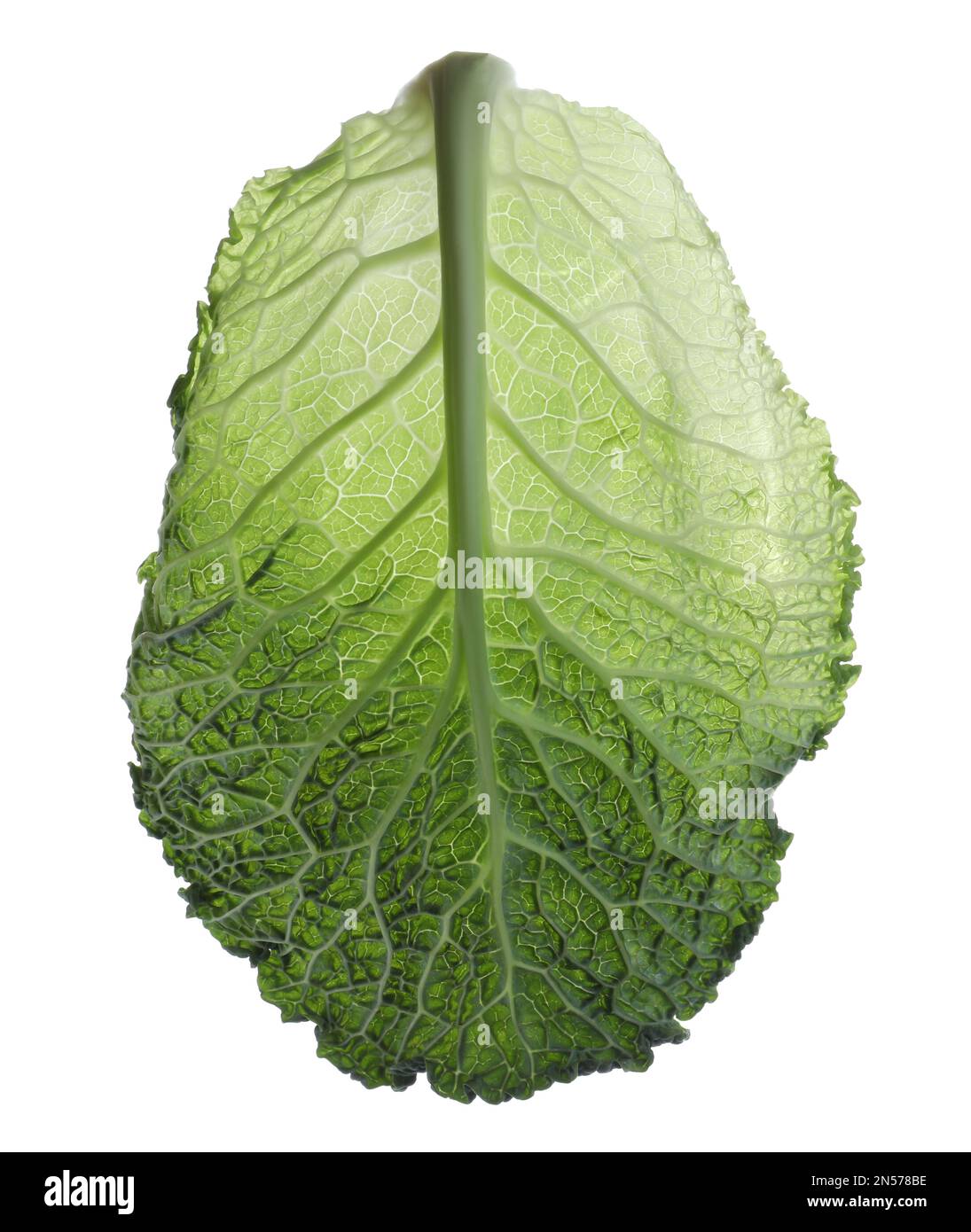 Leaf of fresh savoy cabbage isolated on white Stock Photo - Alamy
